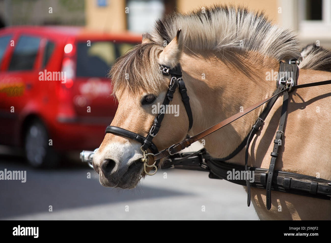 Vehicle and animal hi-res stock photography and images - Alamy