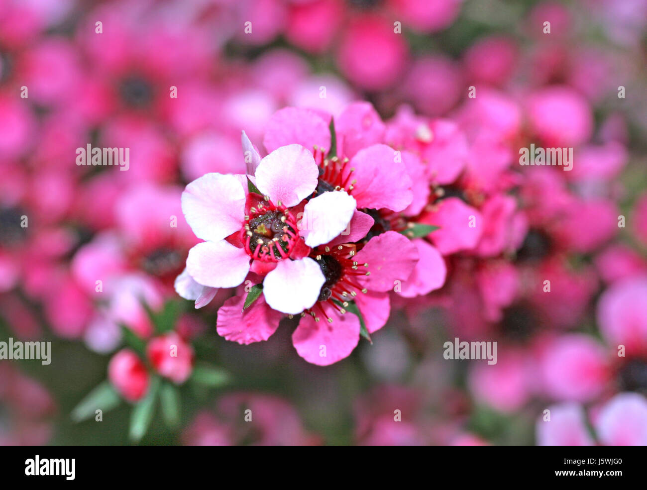 Manuka hi-res stock photography and images - Alamy