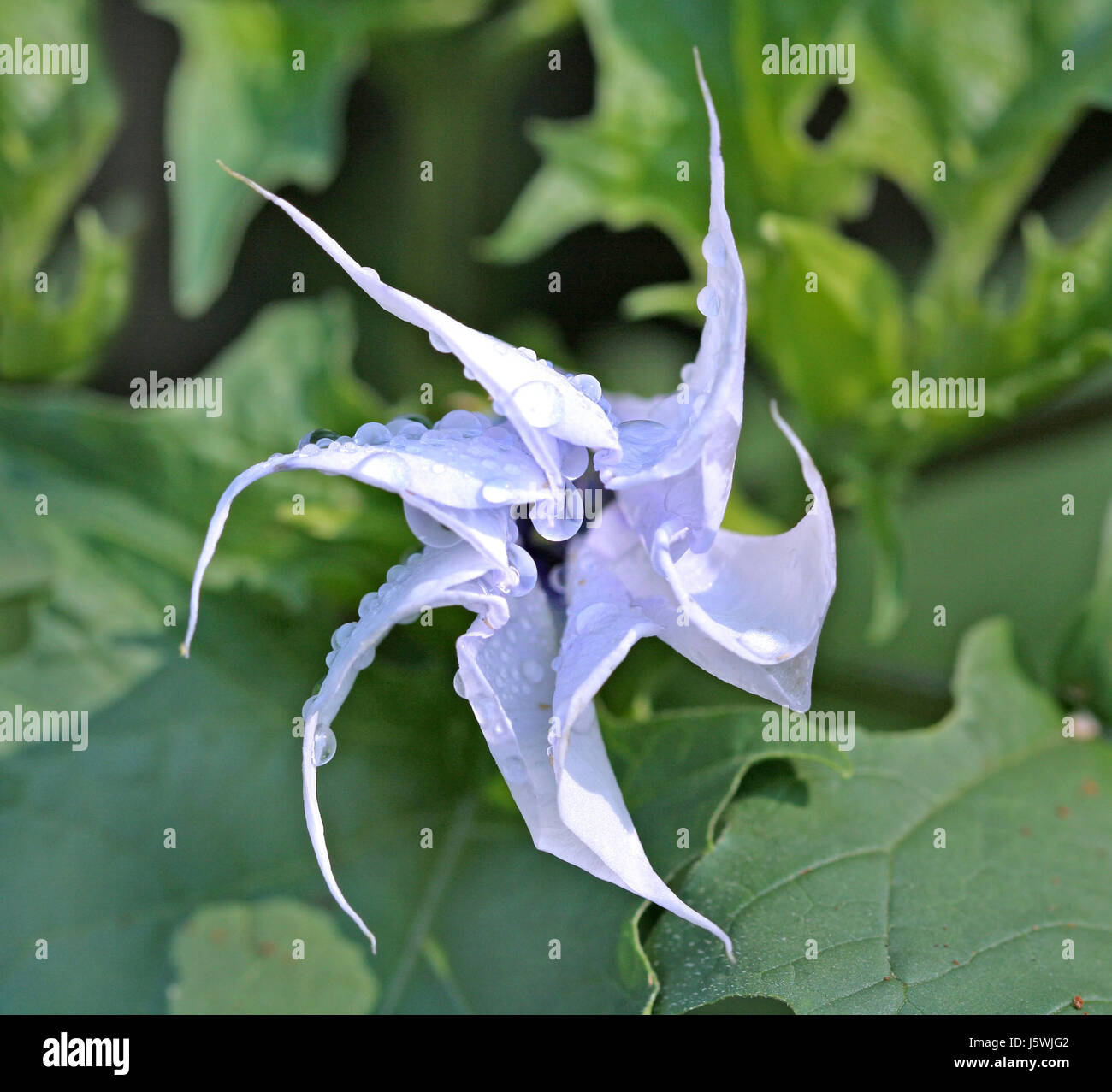 bloom blossom flourish flourishing means agent medicine drug remedy ...