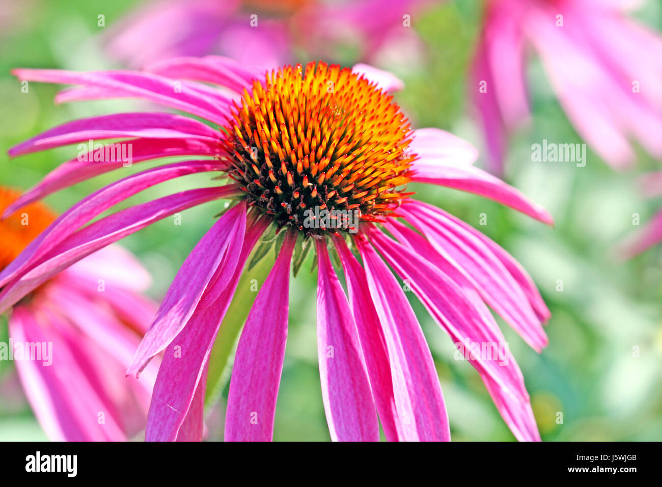 flower plant means agent medicine drug remedy substance sun shade ...