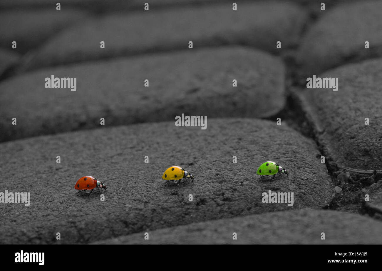 ladybug animal insect scrabble crawling traffic transportation green ...