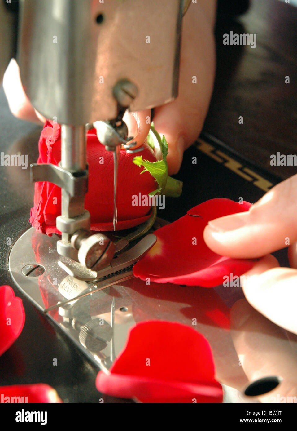 flower rose plant longing sew sewing-machine save repair to approach ...