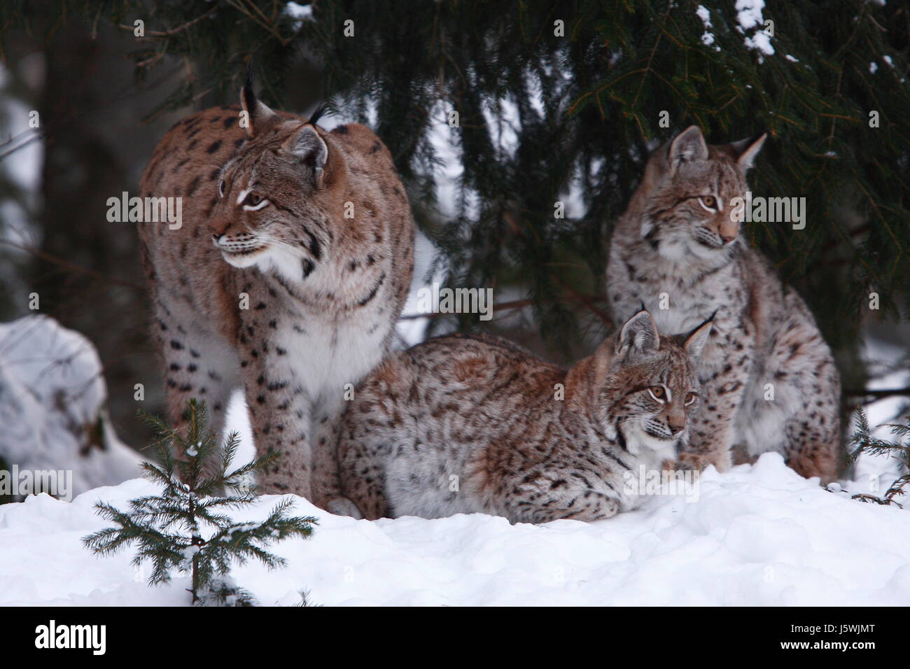 Boys with cats hi-res stock photography and images - Alamy