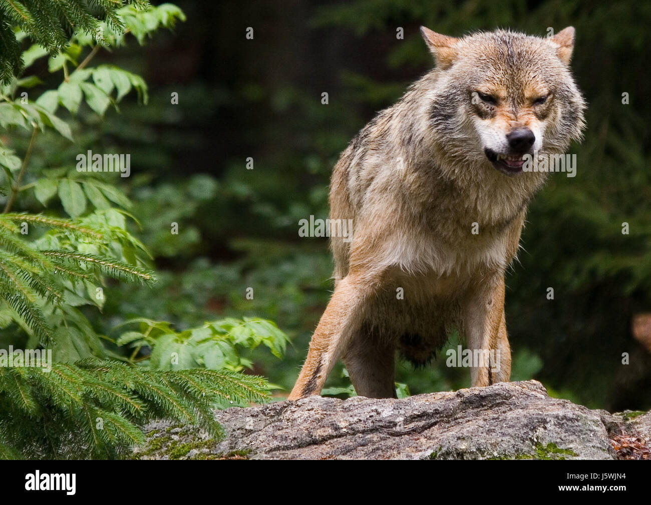 wolf on rock Stock Photo - Alamy