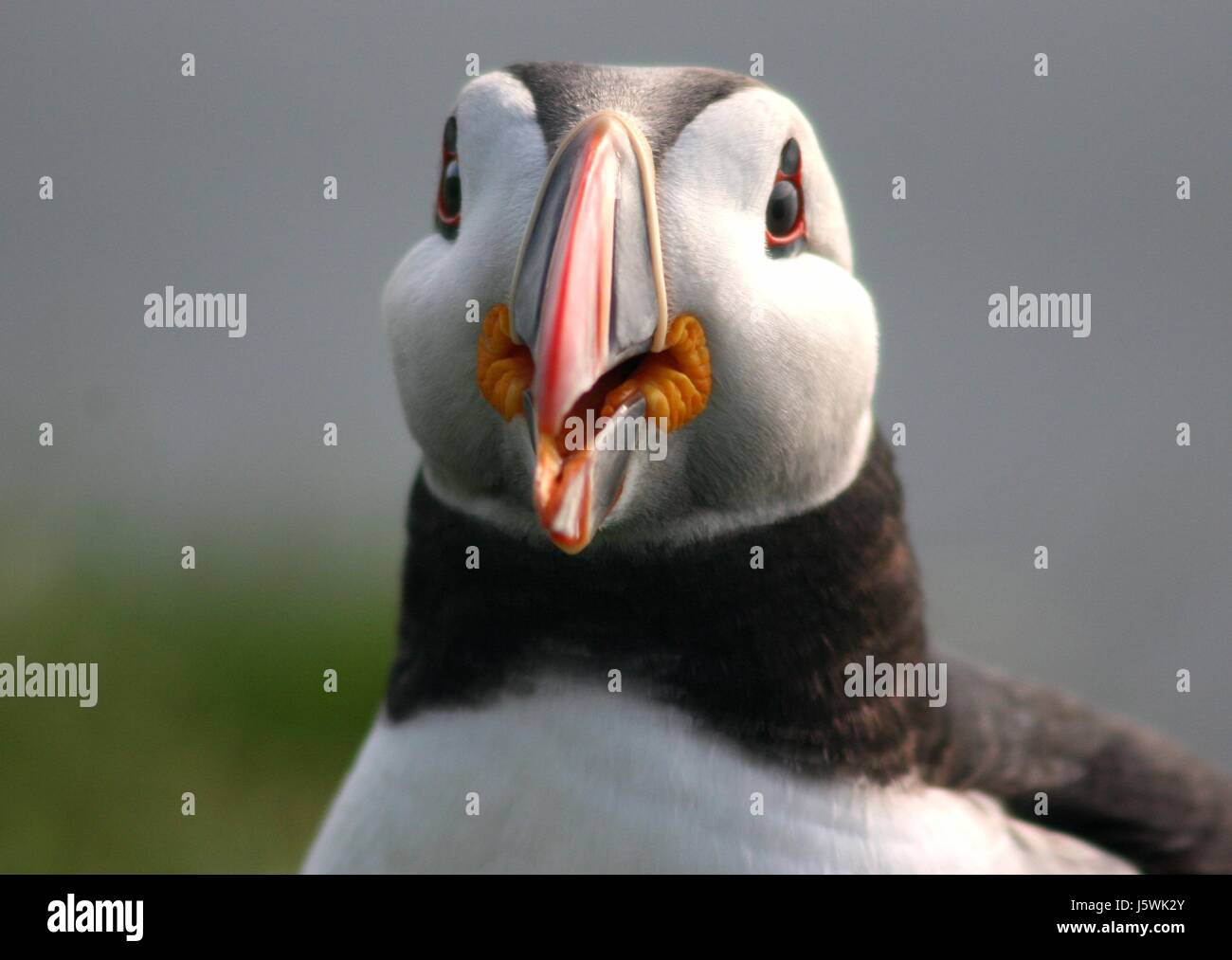beak iceland frontally orange beaks head beak iceland frontally orange ...