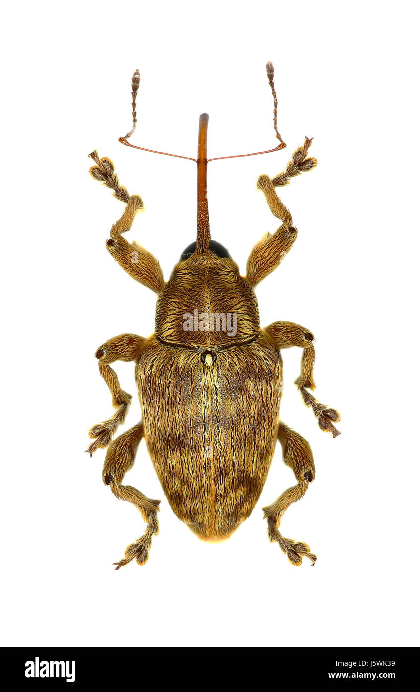 Acorn Nut Weevil on white Background - Curculio venosus (Gravenhorst ...