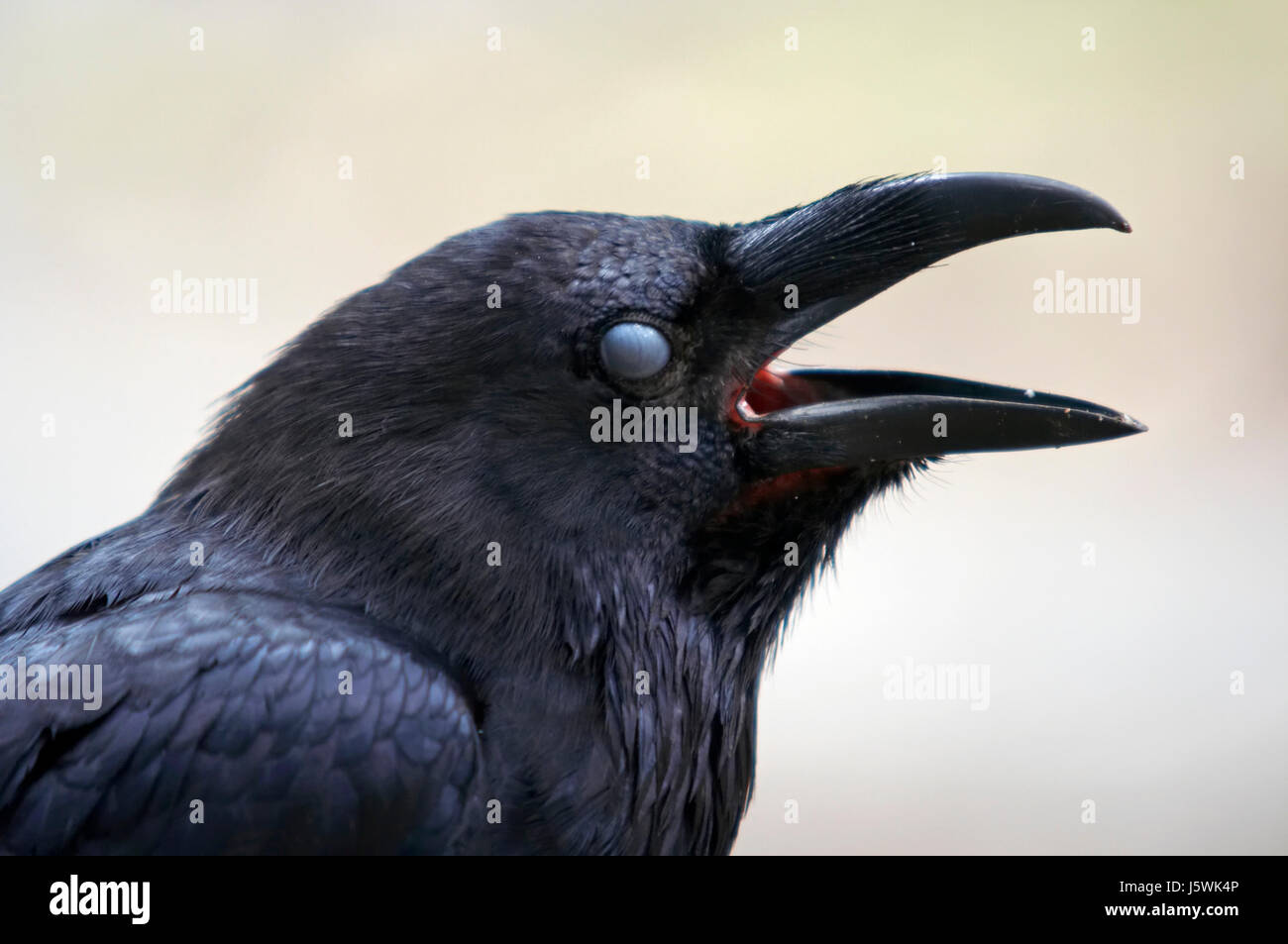 bird beak eye raven pictogram symbol pictograph trade symbol detail ...