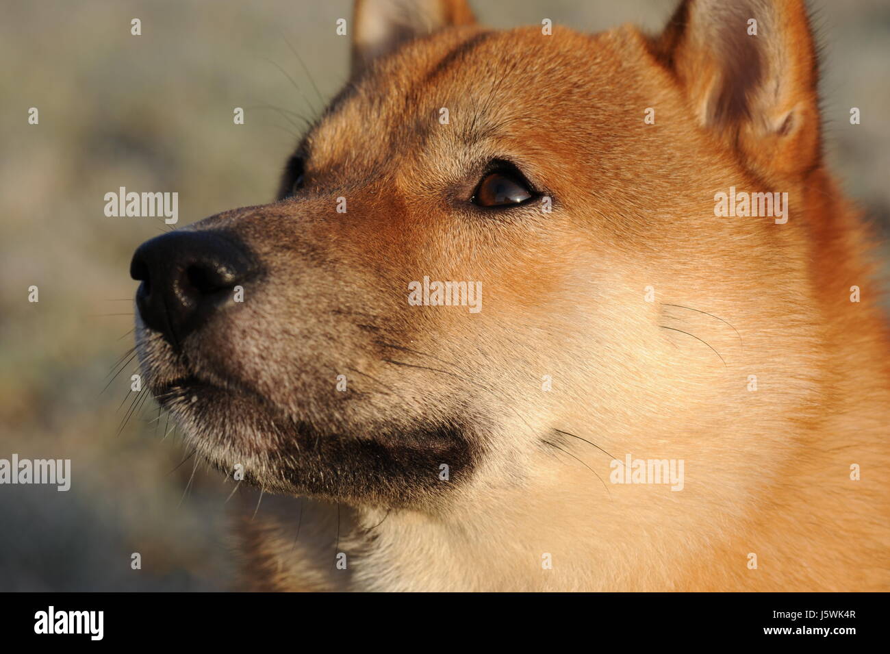 portrait dog portrait sunlight look glancing see view looking peeking ...