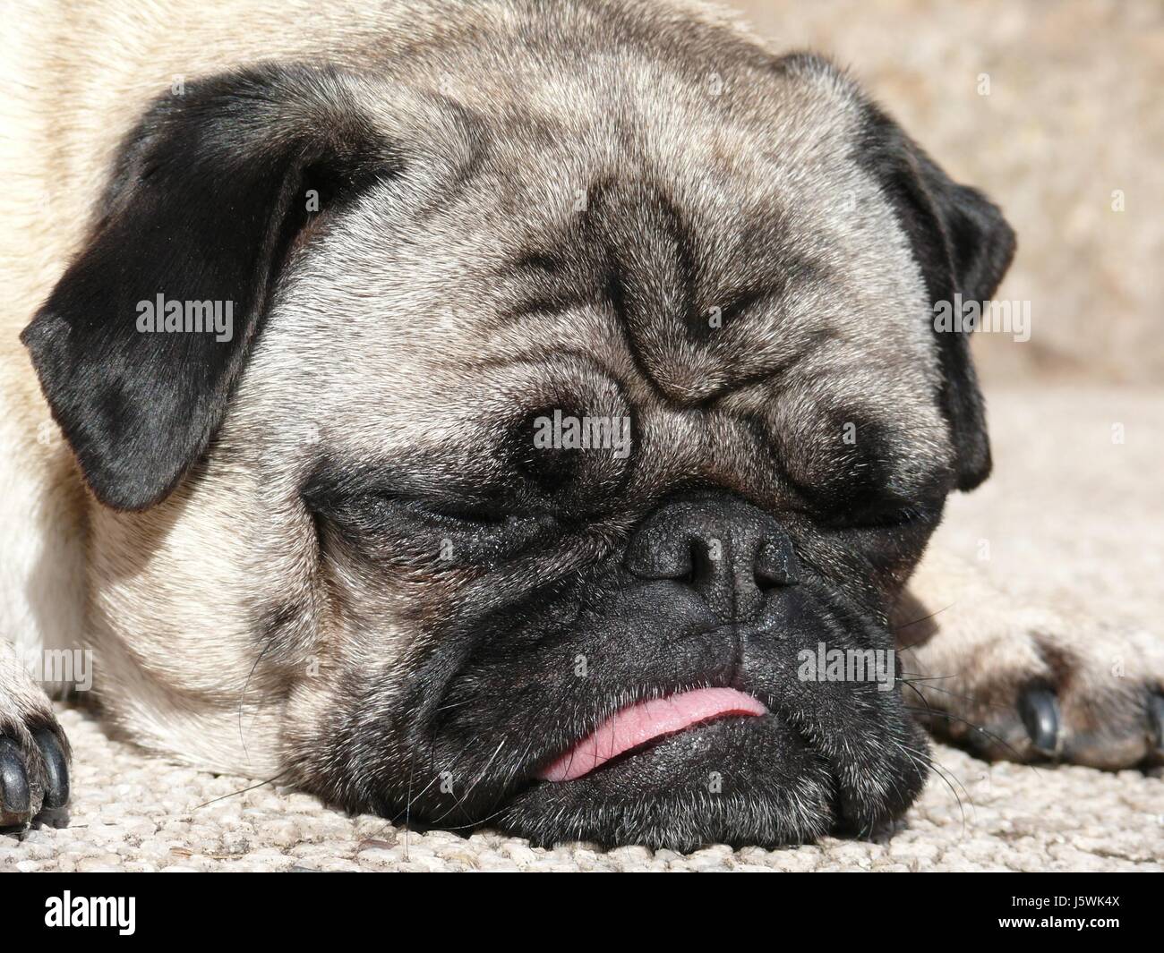 pet animals portrait quadruped dog male dog pug beautiful beauteously ...