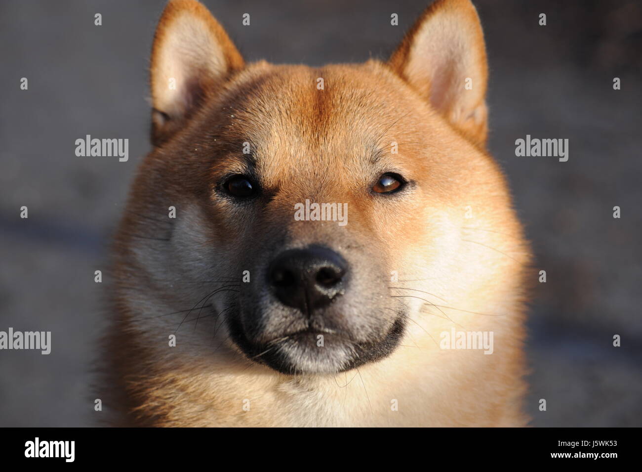 portrait dog look glancing see view looking peeking looking at skin dog bright Stock Photo - Alamy