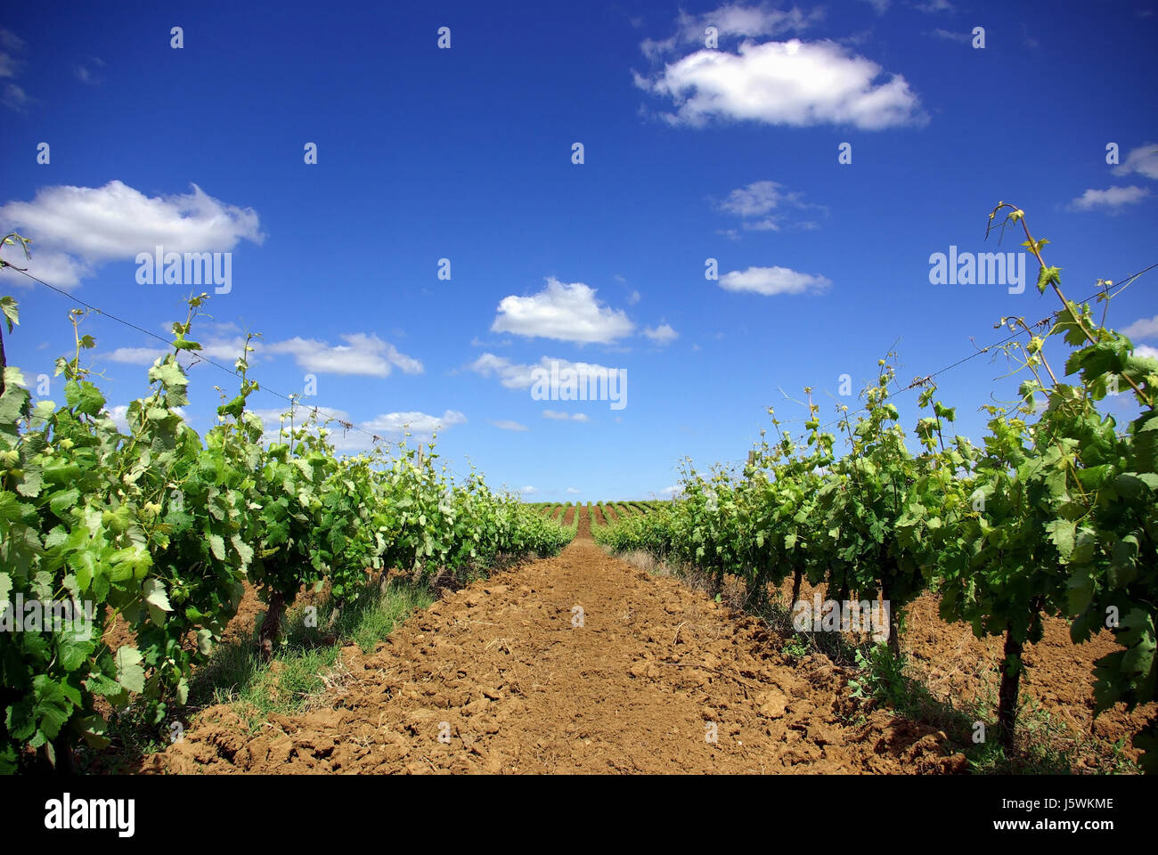 wine fruit south scenery countryside nature lawn green vine grape vine ...