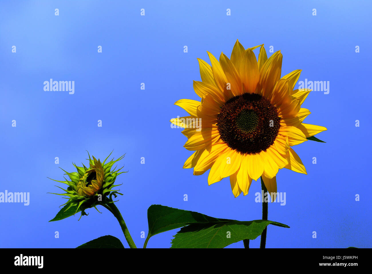 blue flower sunflower plant firmament sky blue flower plant bloom ...