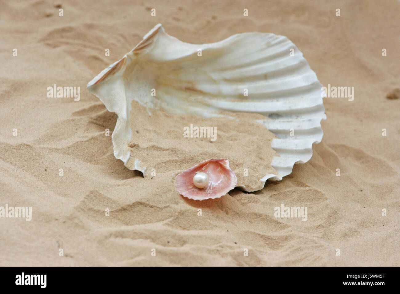 shell with pearl Stock Photo - Alamy