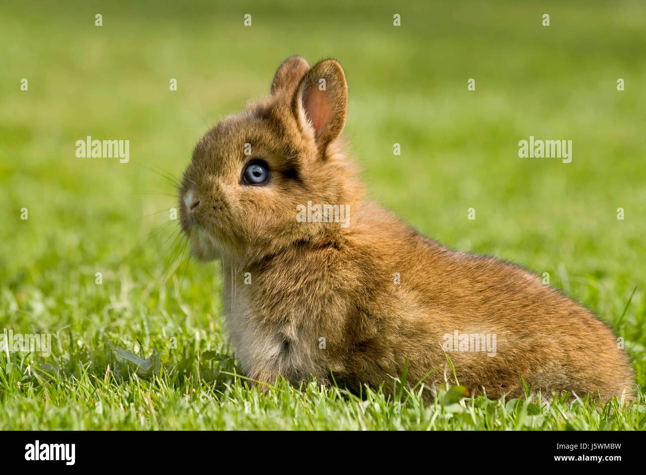 soon is easter Stock Photo - Alamy