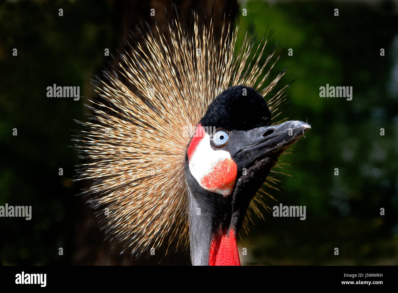 animal bird curiosity birds look glancing see view looking peeking ...