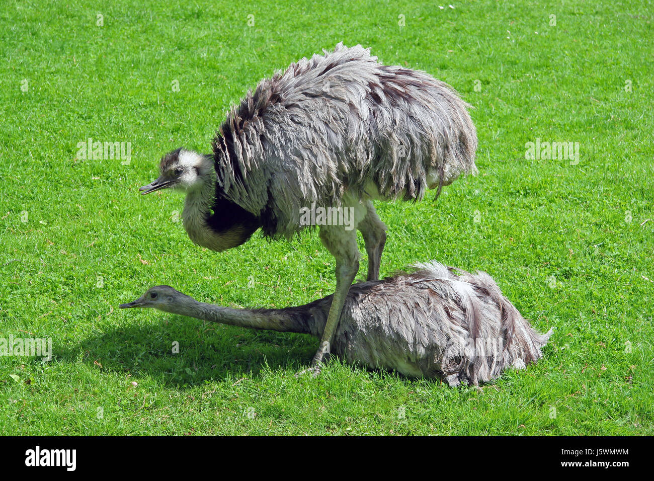 animal bird birds funny emu nature animal bird green birds lie lying ...