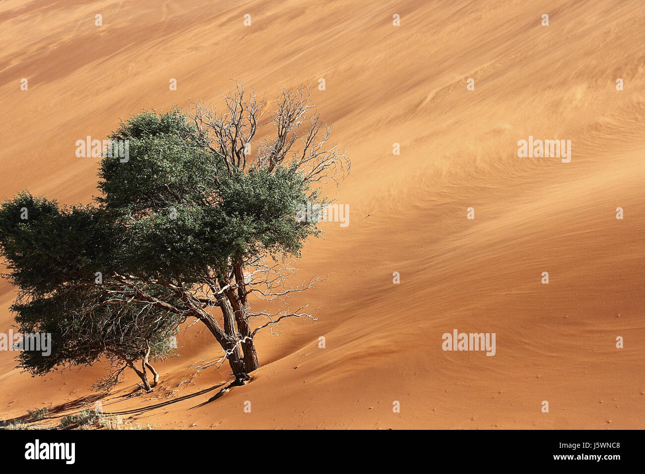 tree desert wasteland bush tree desert wasteland africa namibia bush ...