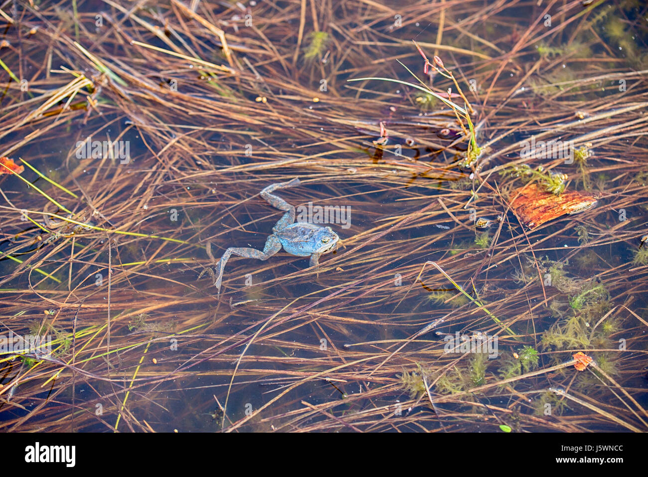 Frog in swamp Stock Photo - Alamy