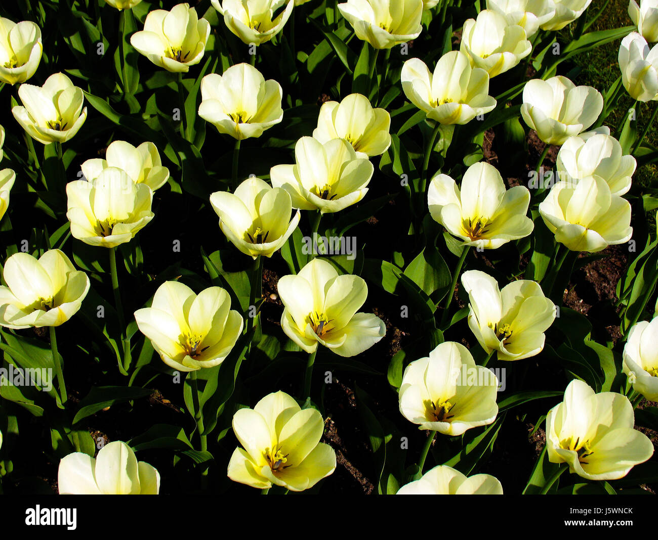 spring bouncing bounces hop skipping frisks jumping jump flower plant ...