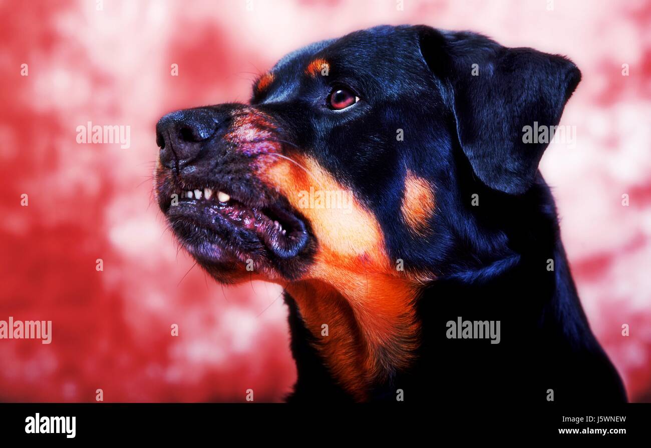 Rottweiler Showing Teeth