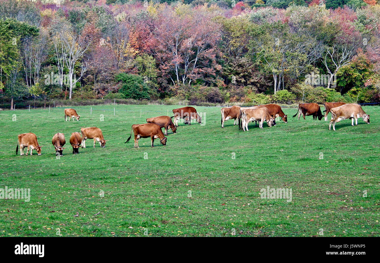 Orange cows hi-res stock photography and images - Alamy