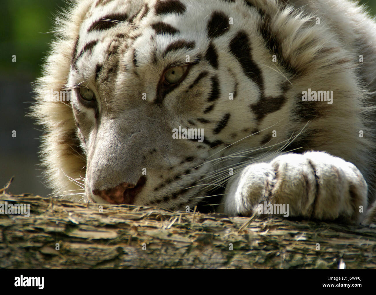 portrait cat big cat feline predator tiger rare wild animal young ...