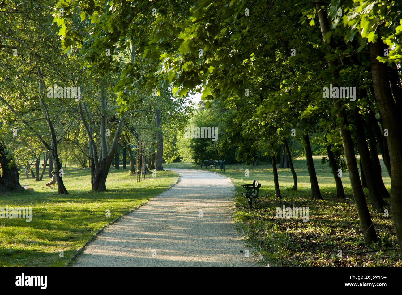 tree park path way lawn green forest walk go going walking leaf leaves ...
