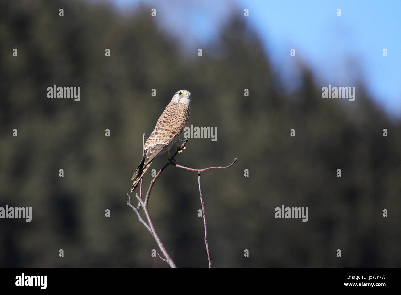 bird birds falcon raptor kestrel bird birds falcon raptor kestrel hawks ...