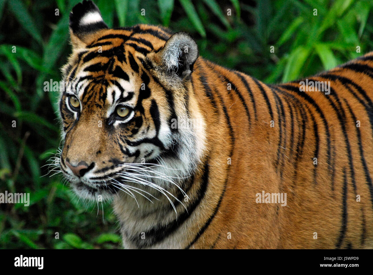 big cat feline predator cat tiger predator big large enormous extreme ...