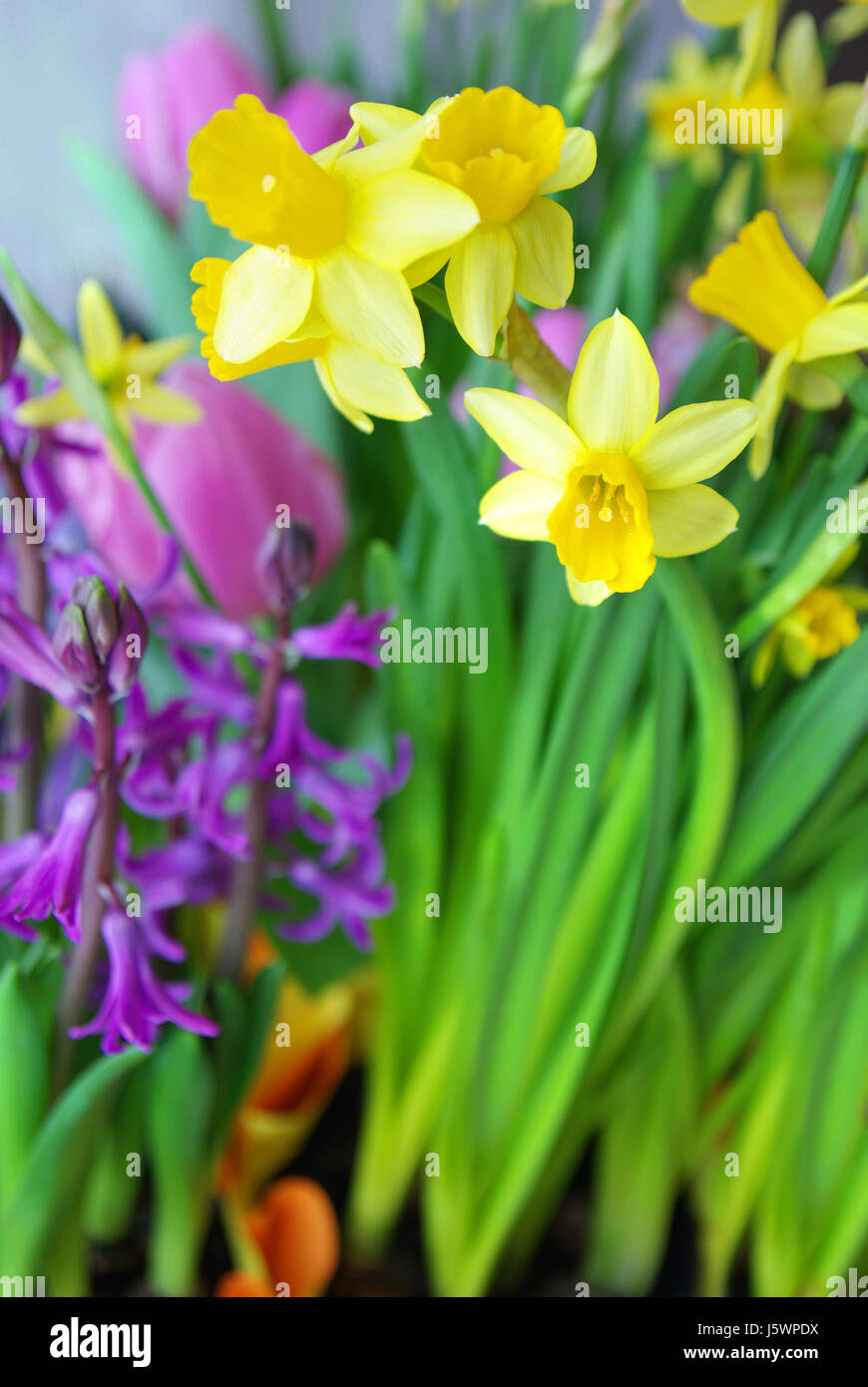 bloom blossom flourish flourishing flower flowers plant blossoms spring ...