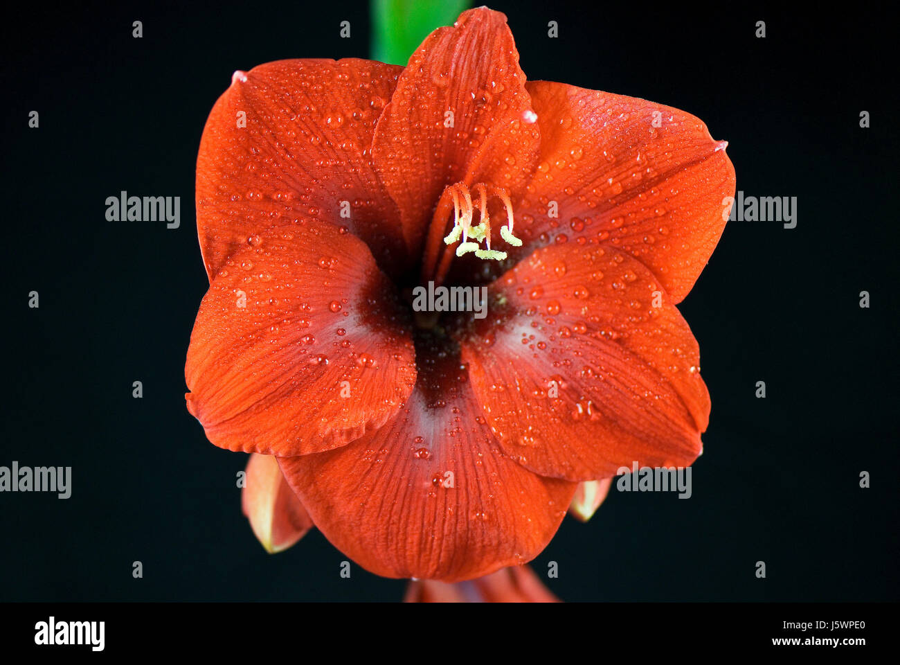 flower plant bloom blossom flourish flourishing leaves exotic onions ...