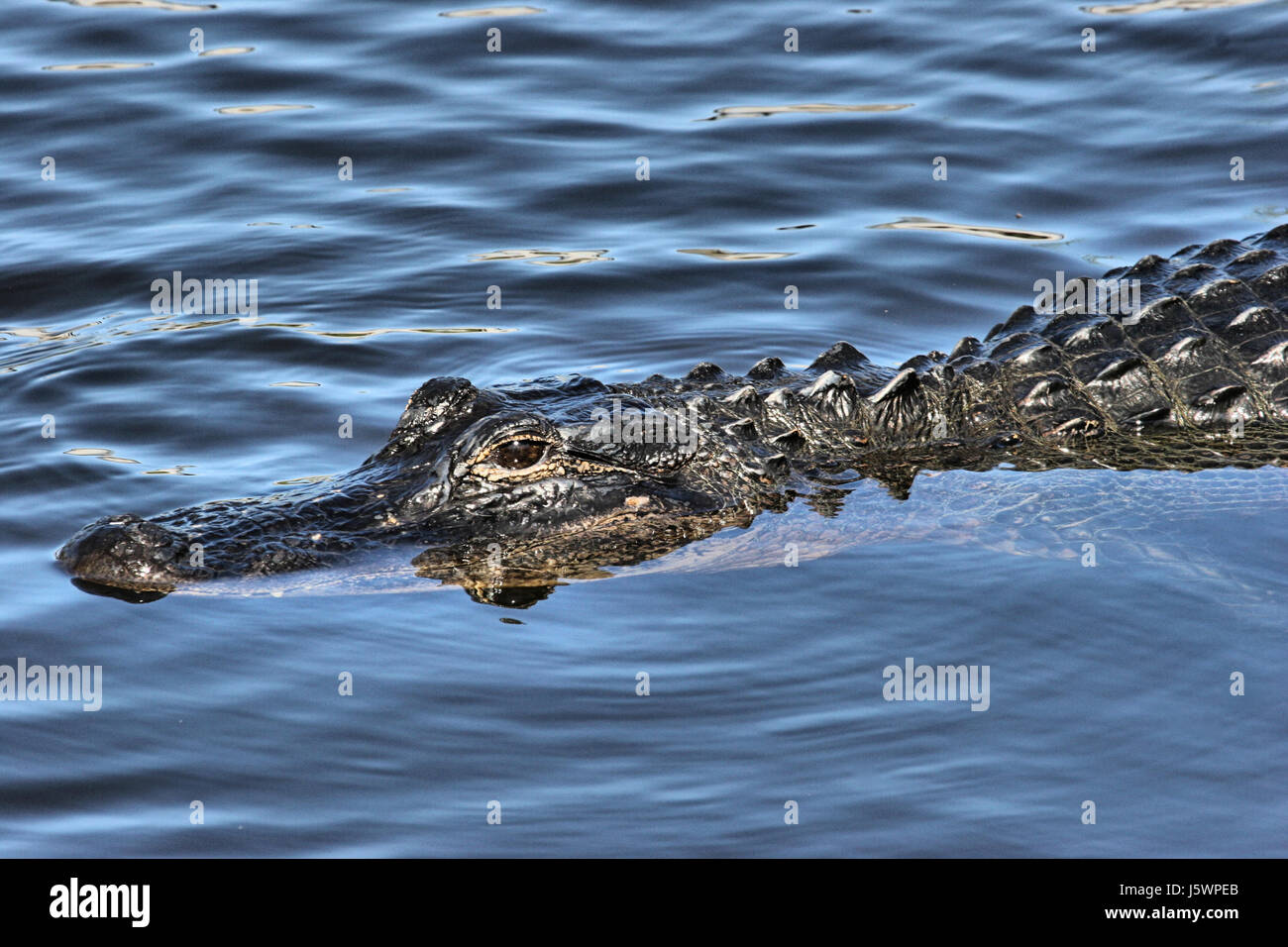 danger wild swamp crocodile reptiles alligator nature danger animal ...
