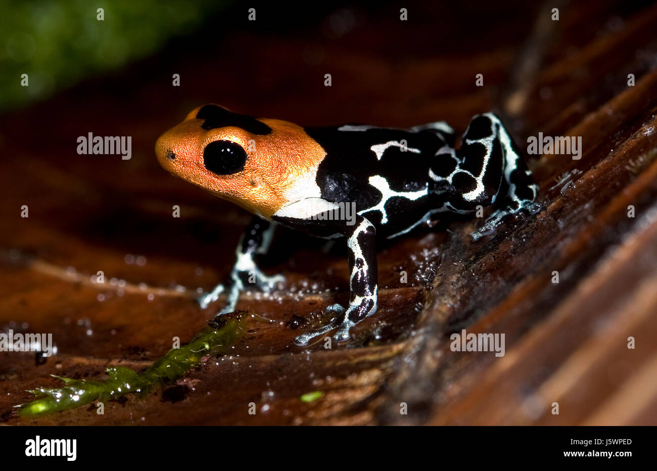 jungle frog rainforest rain forest coloured colourful gorgeous ...