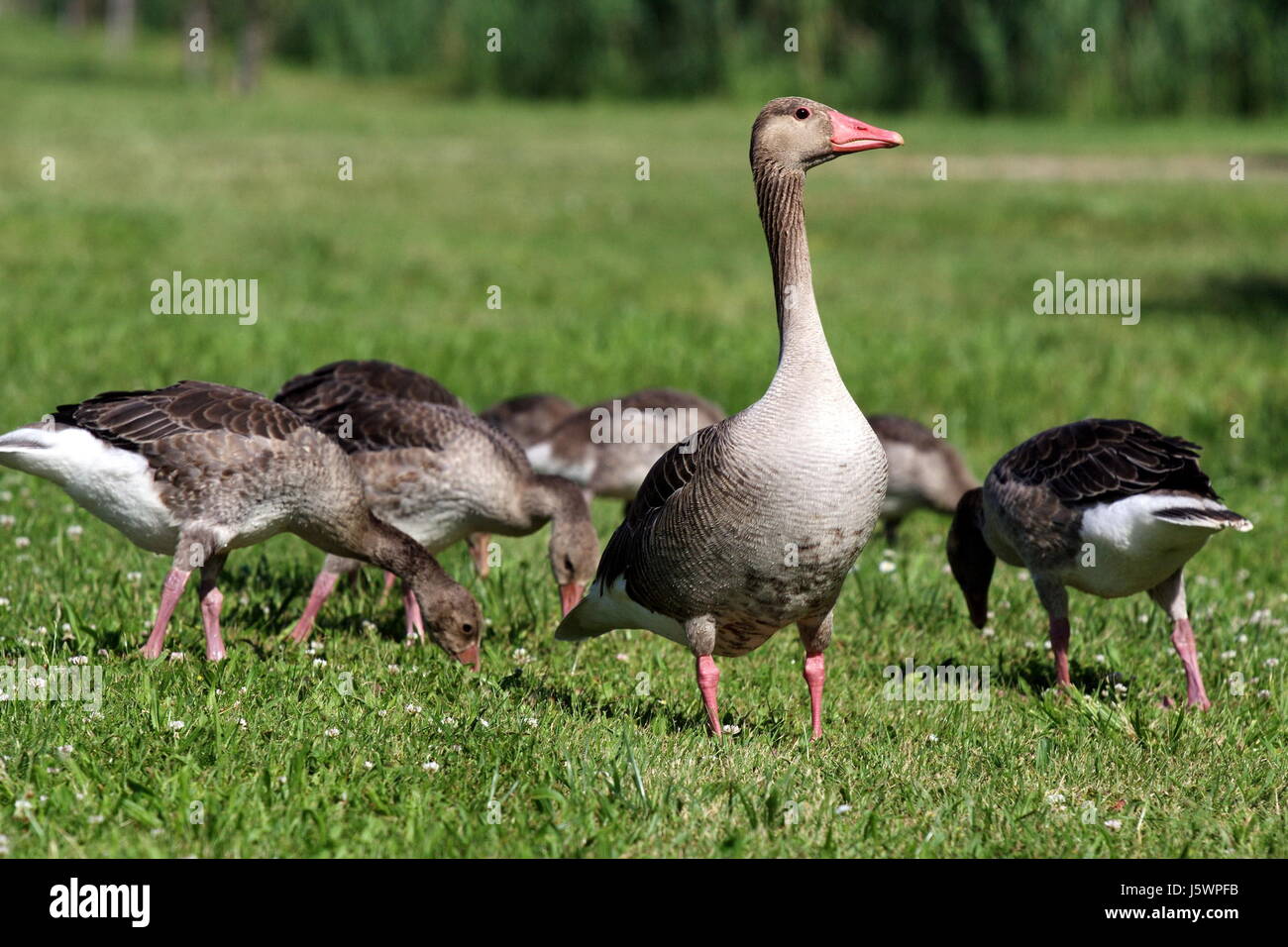 Male female geese hi-res stock photography and images - Alamy