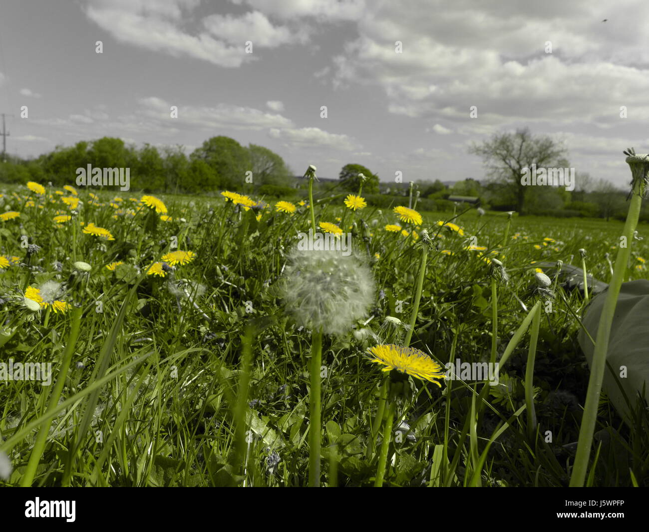 Dandelion field hi-res stock photography and images - Alamy
