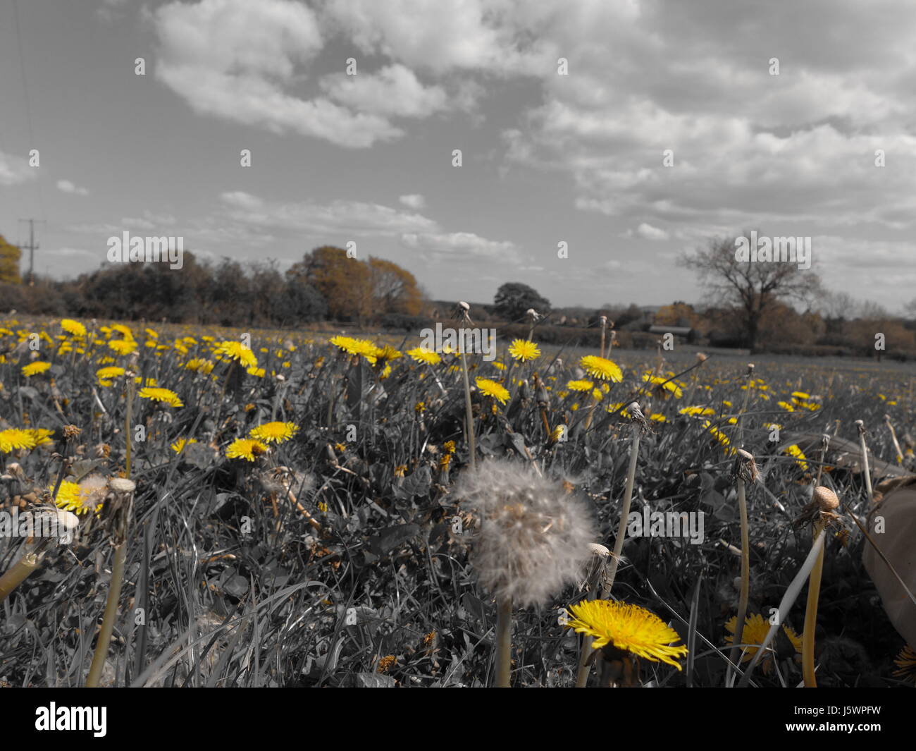 Dandelion Blowing In The Wind Stock Photos & Dandelion Blowing In The ...