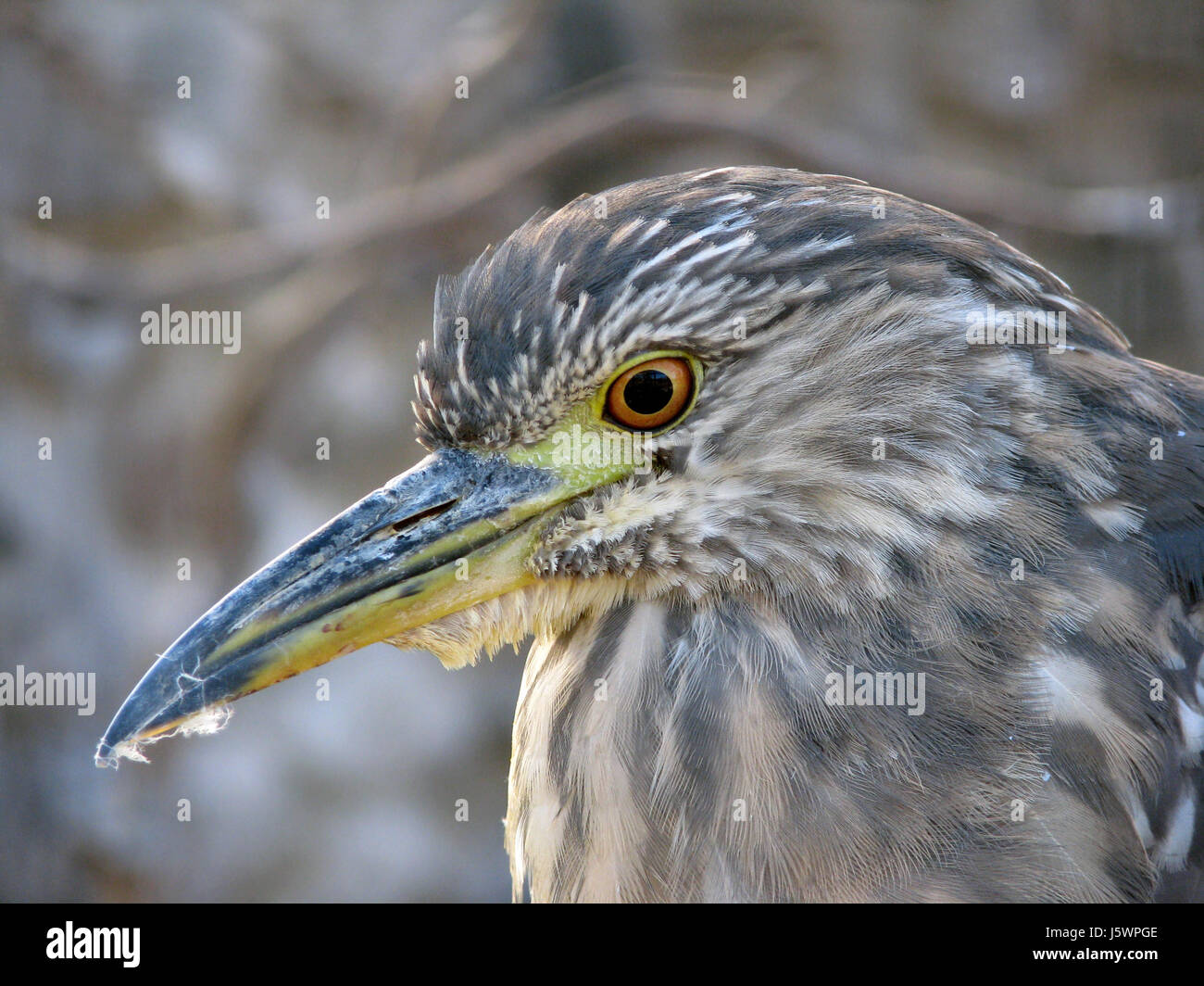 bird birds heron young animal squabs head bird portrait birds eyes ...
