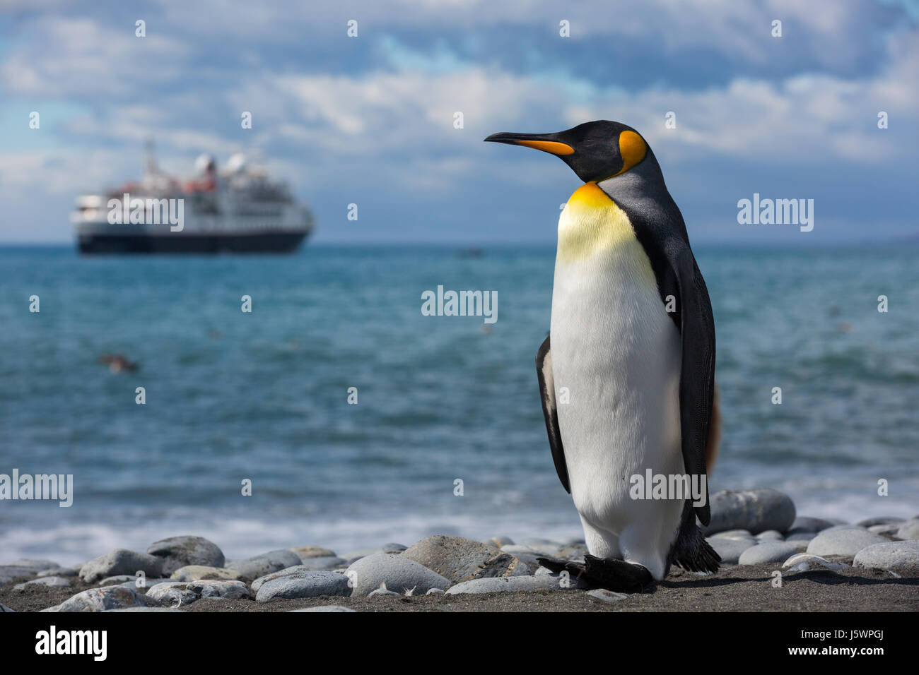 King Penguin with cruise ship in the background at Gold Harbor, South ...