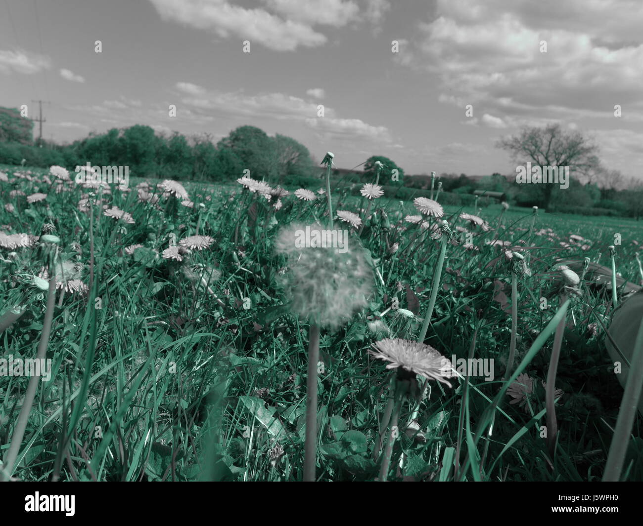 Germinate Dandelion Stock Photos & Germinate Dandelion Stock Images - Alamy
