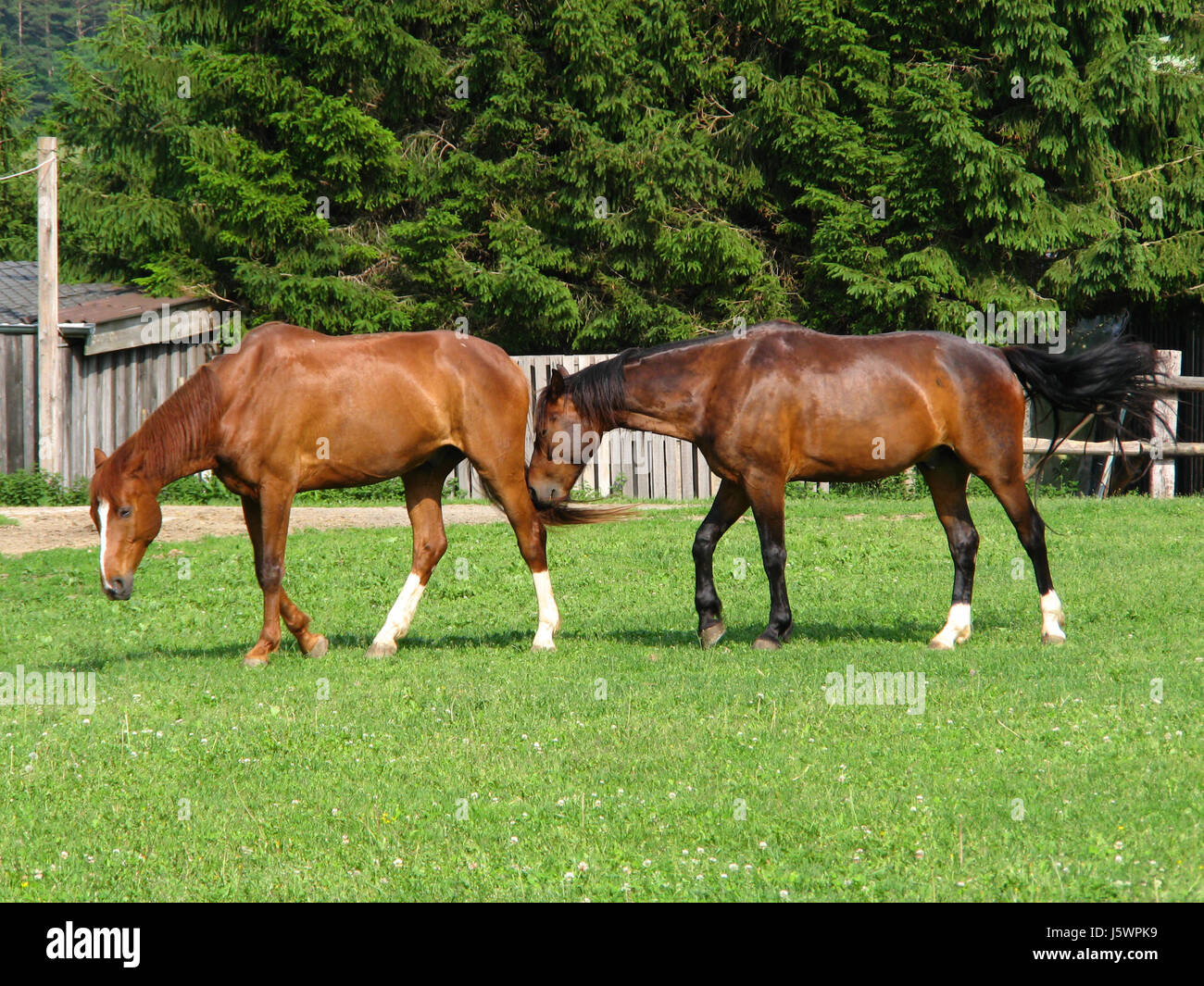 ride horse fauna animals mammals stallion mare horseriding nature tree ...