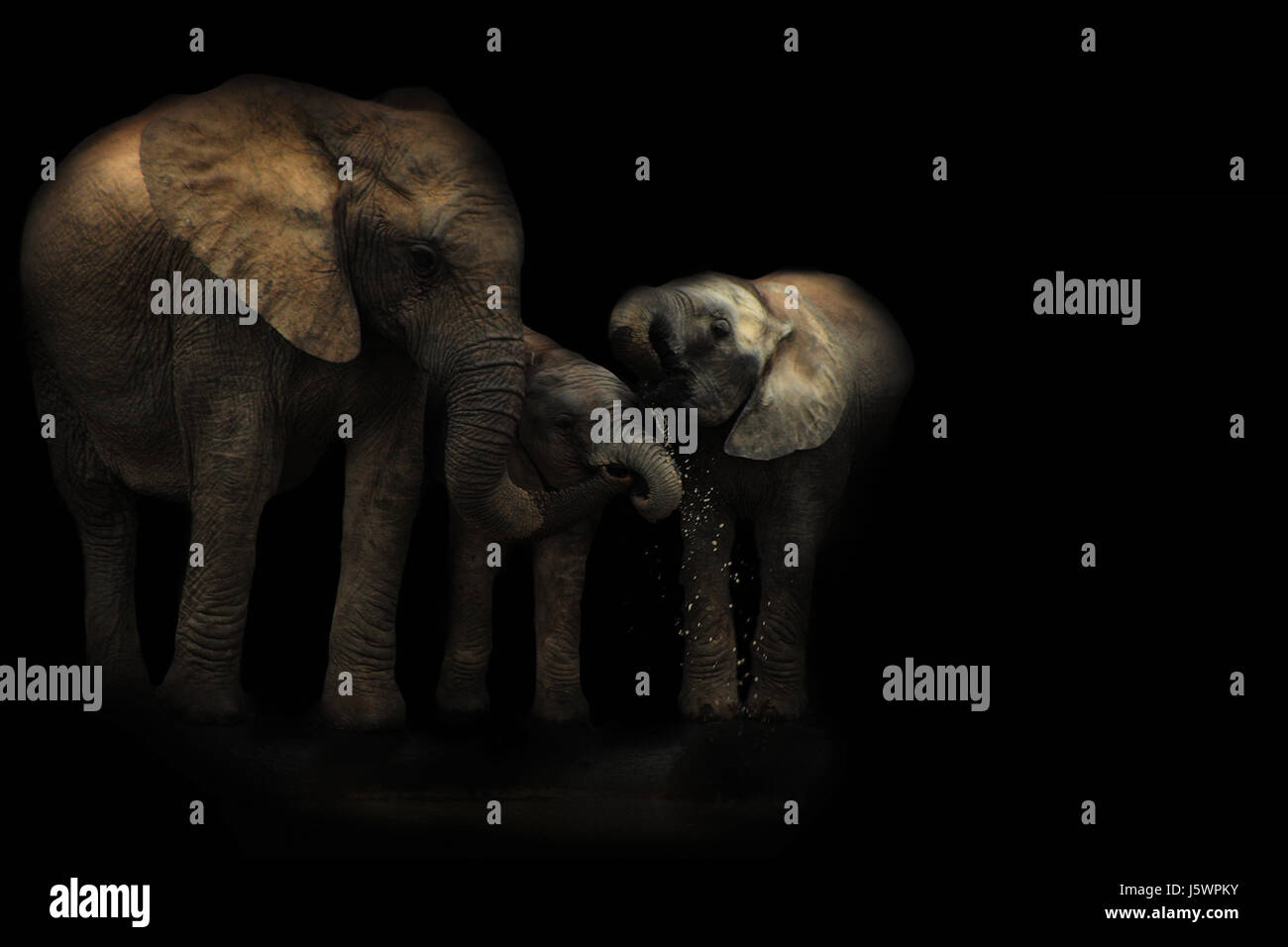 Addo elefanten safari hi-res stock photography and images - Alamy