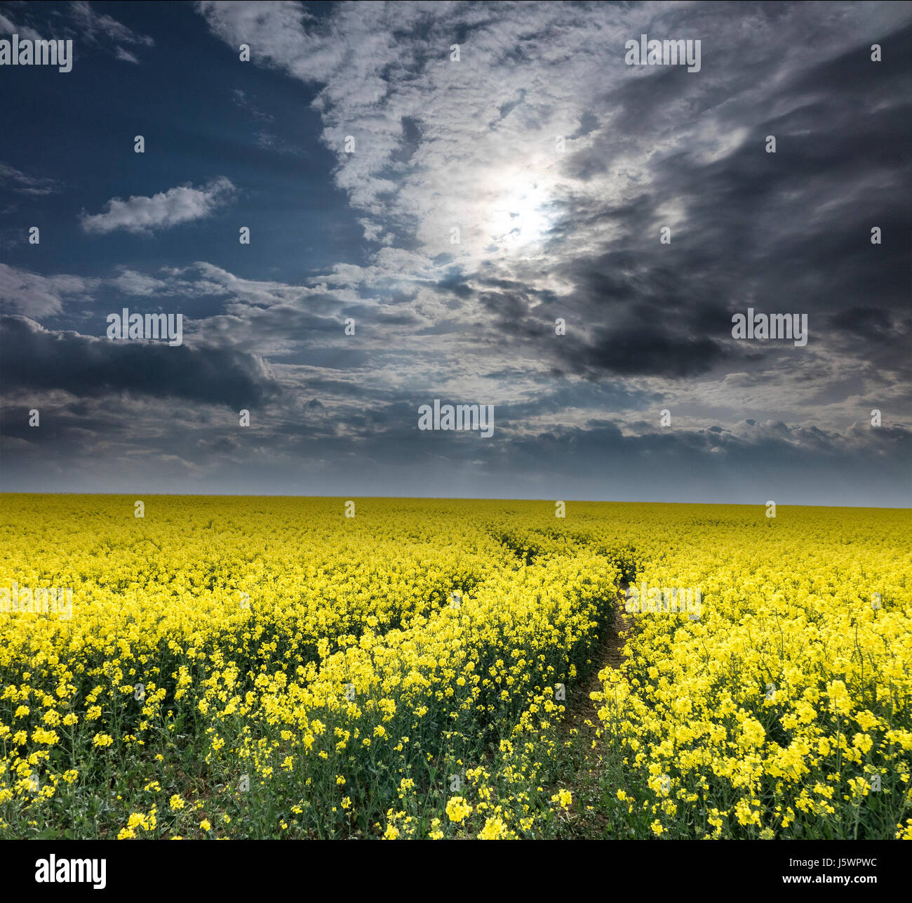 field of rape seed oil in flower Stock Photo - Alamy