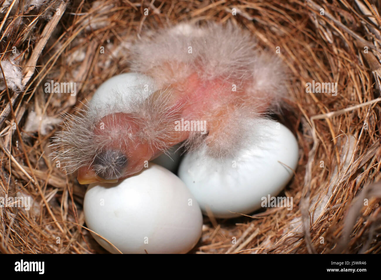 birth childbirth parturition delivery bird birds nest feathers cub baby ...