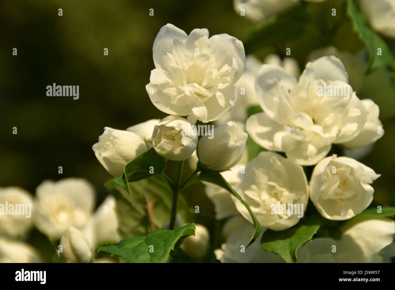 Sweet mock-orange bush blooming Stock Photo - Alamy