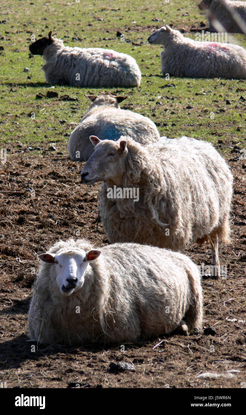 Shawn the sheep hi-res stock photography and images - Alamy