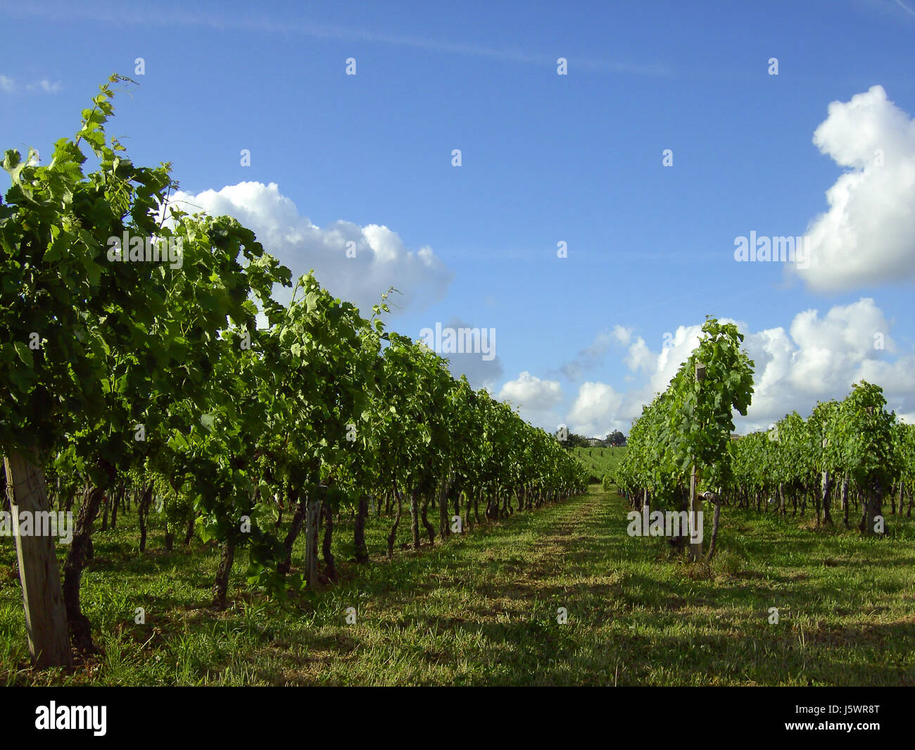 field vineyard row cultivation vine grape vine grape-vine mountain ...