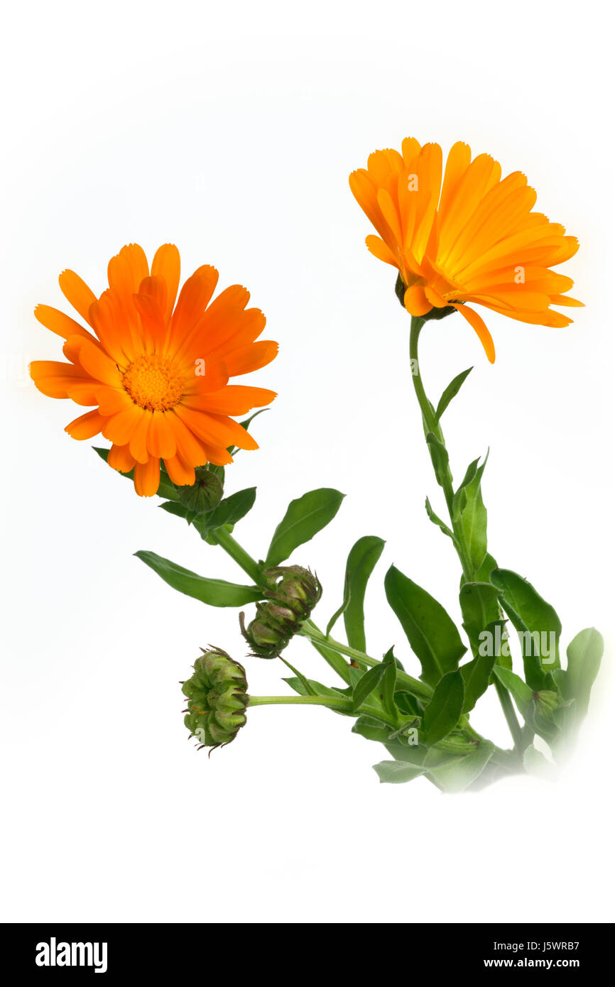 Woody flower Cut Out Stock Images & Pictures - Alamy