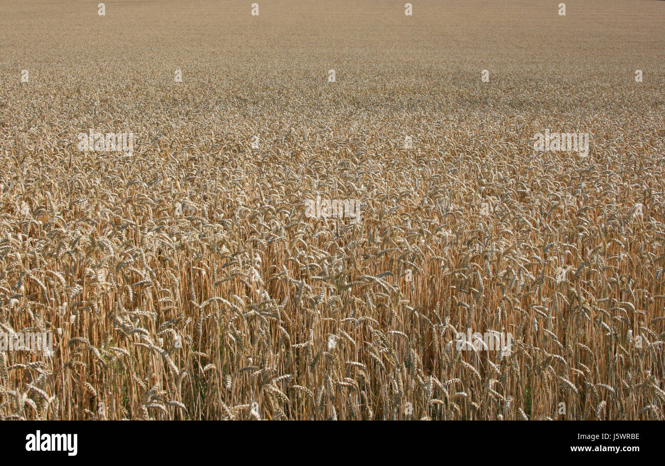 agrarian bucolic agriculture farming field grain wheat cereal agrarian ...