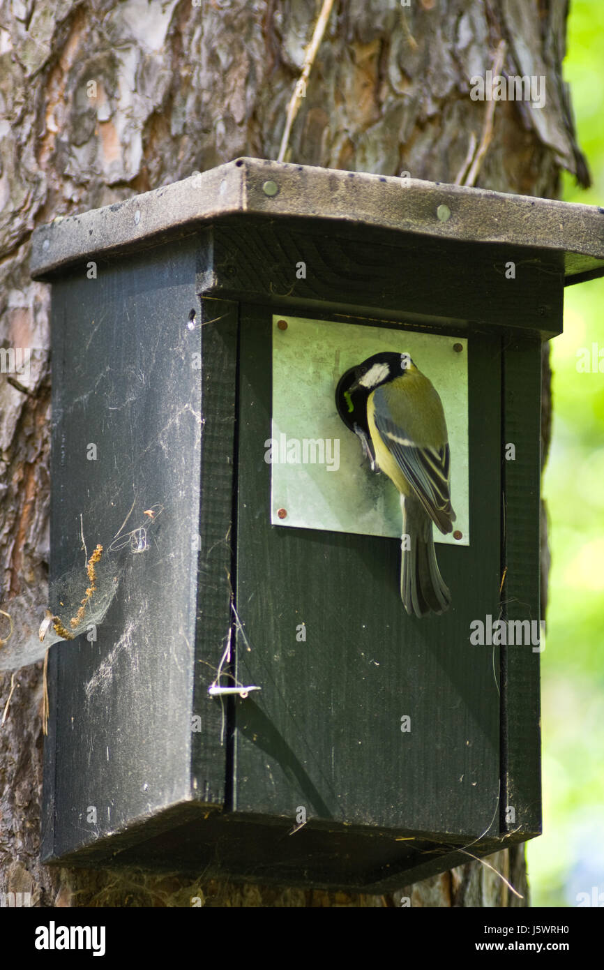 bird birds nest titmouse great titmouse major tree animal bird green ...