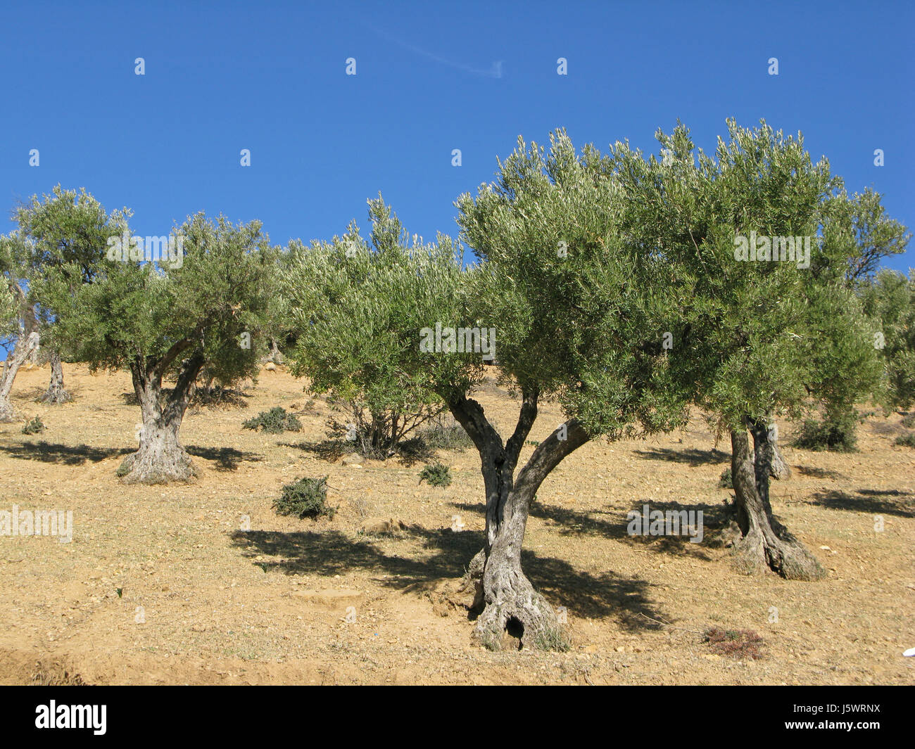 tree agriculture farming olives olive-tree plantation nature tree ...